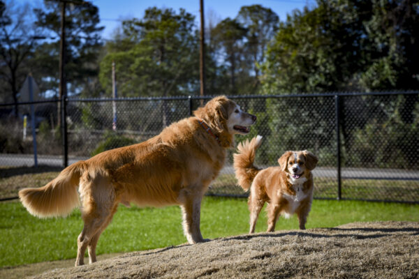 Bark West Dog Park - City of West Columbia
