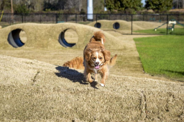 Bark West Dog Park - City of West Columbia